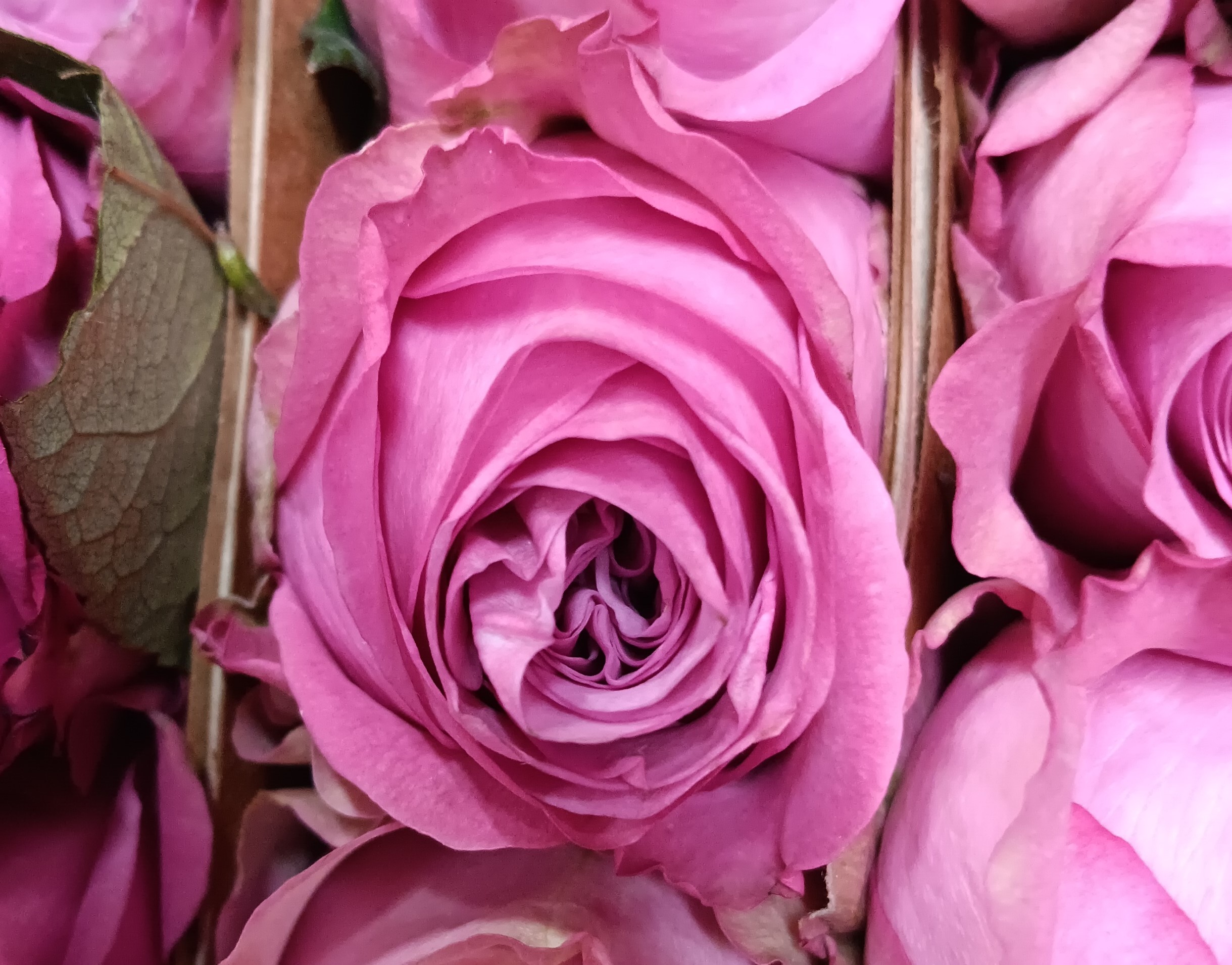 RAINBOW LANDFLOWERS CORP | RAINBOW LANDFLOWERS CORP