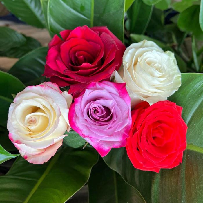 VD Pre-order Only | RAINBOW LANDFLOWERS CORP